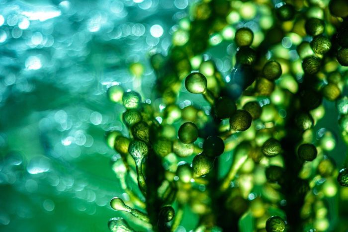 Hệ Thống Lọc Sinh Học Cho Tảo Biển Aquaculture