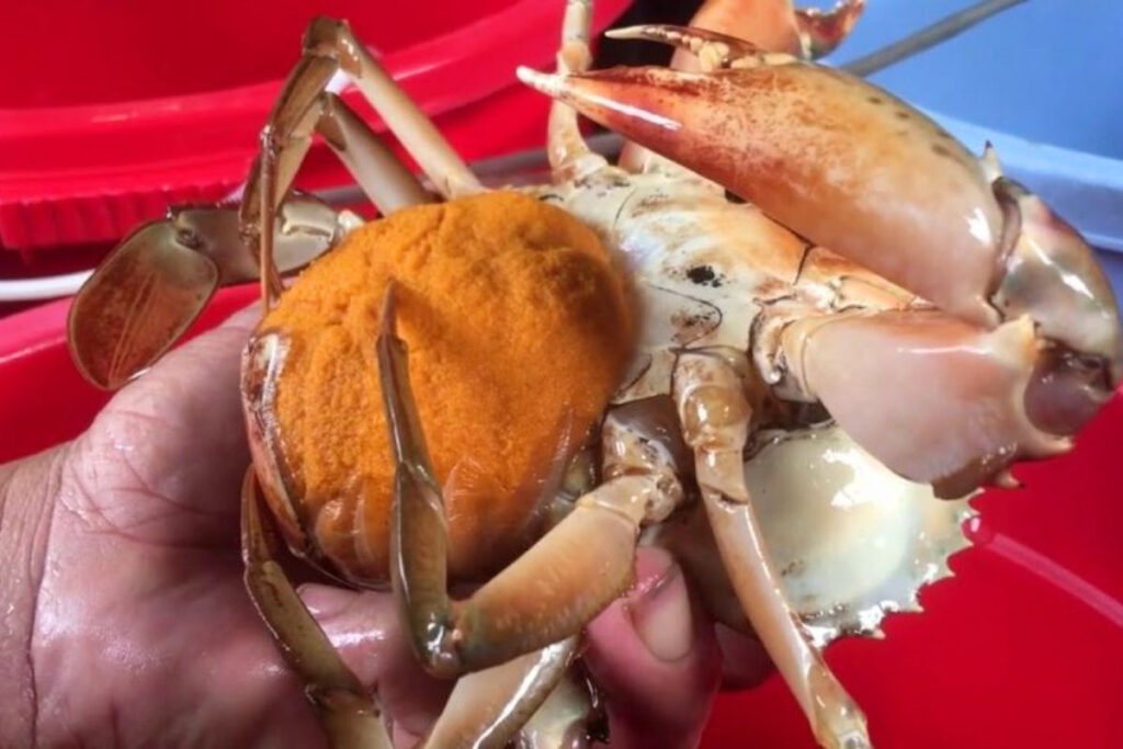 Sử dụng giáp xác chân chèo trong ương ấu trùng cua biển - Aquaculture